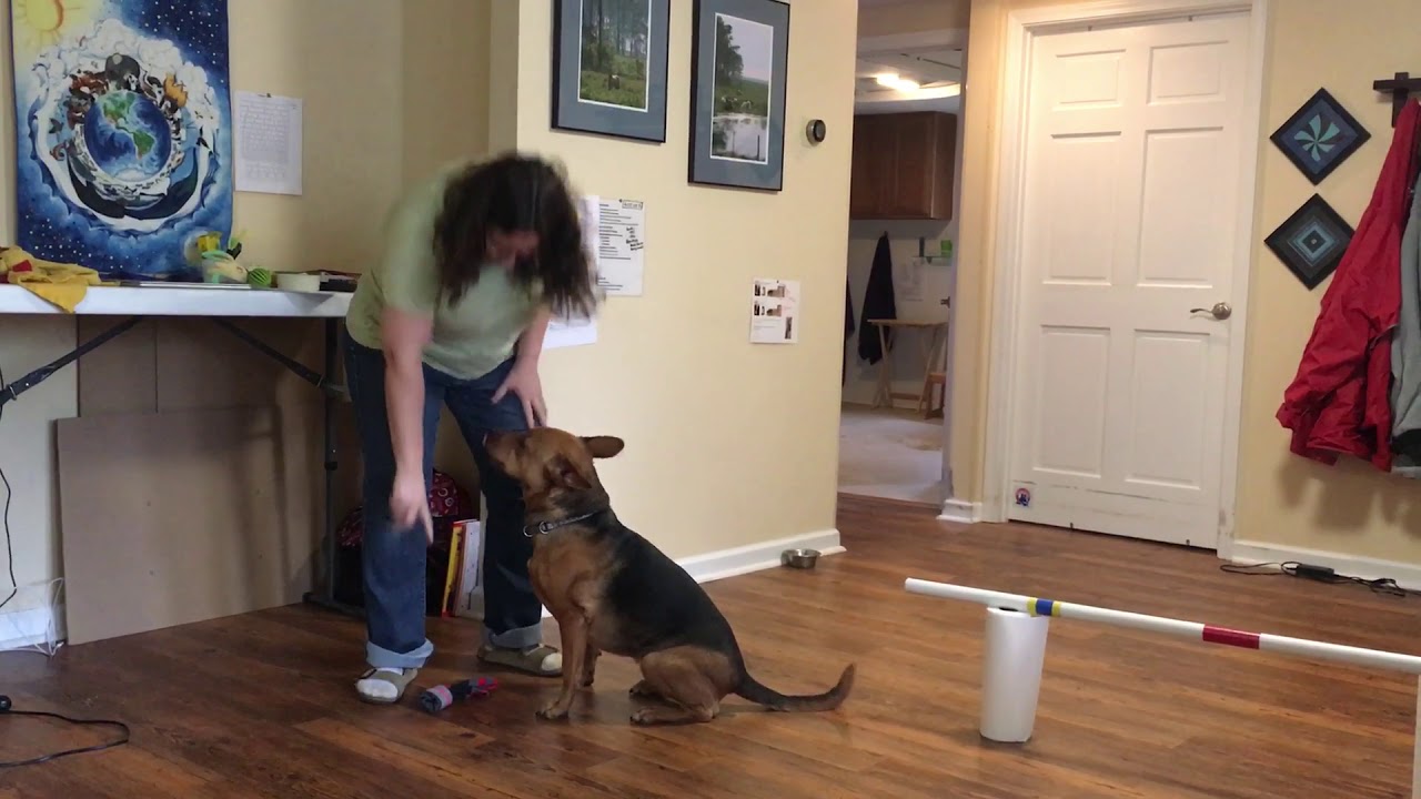Chucha trick dog novice - YouTube