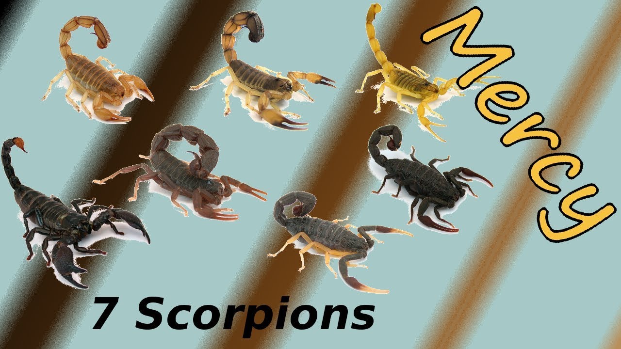 Isis and the Seven Scorpions - Mythology of Ancient Egypt - YouTube