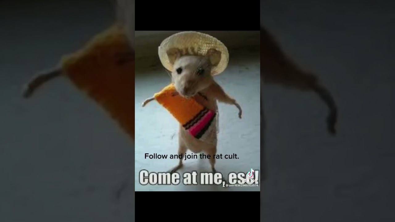 Meet rat cult - YouTube