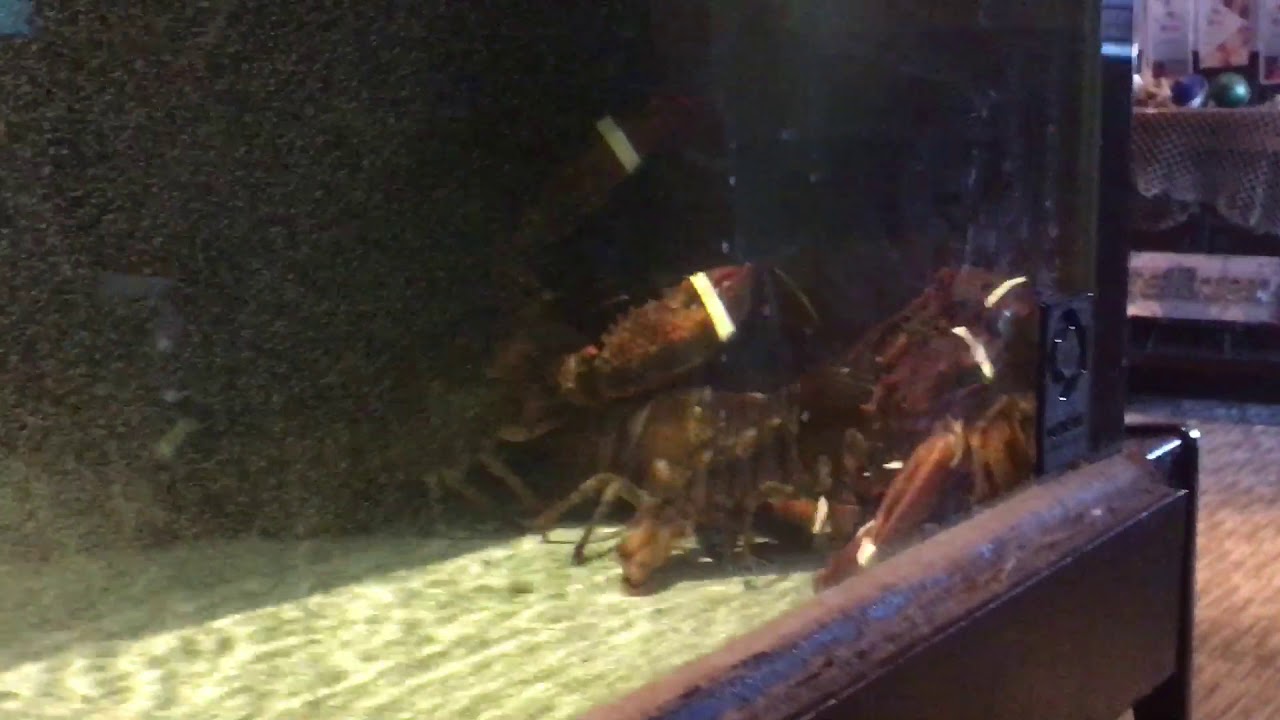 Lobster fight - YouTube