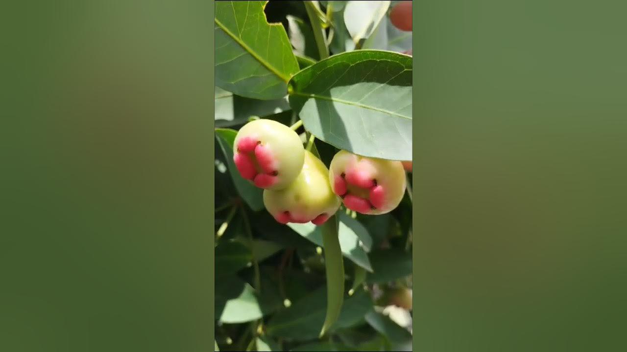 Java Apple Tree #shorts #youtubeshorts #shortsvideo - YouTube