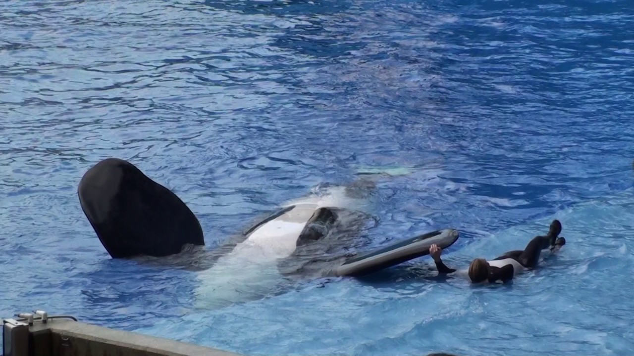 Tilikum "Something Far Greater" - YouTube