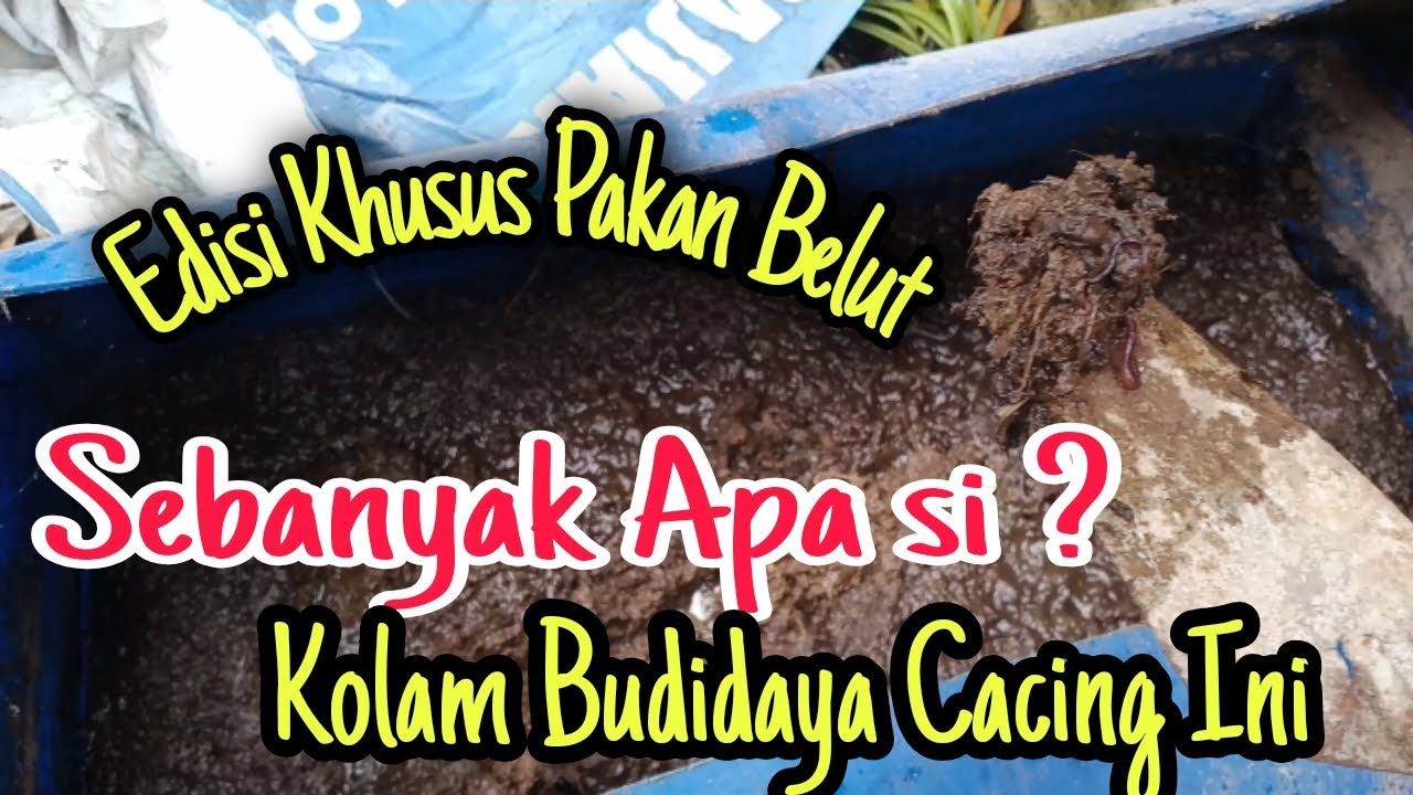Budidaya Cacing Untuk Pakan Budidaya Belut || Cacing Pakan Belut - YouTube