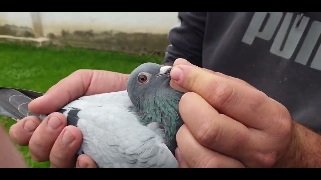 Marius Andrei (4) - YouTube