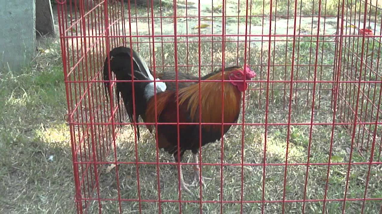 bates hatch and leon morgan roundhead - YouTube