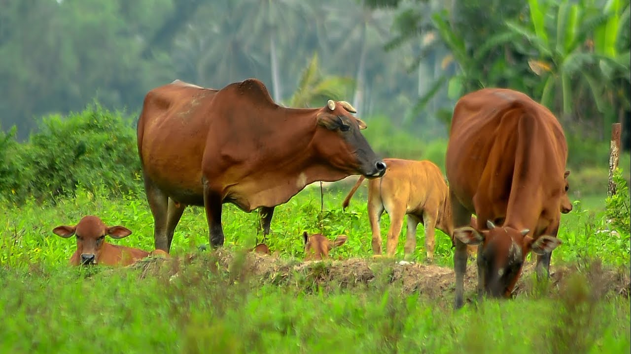 Cows live naturally in the wild in a village that is still beautiful ...
