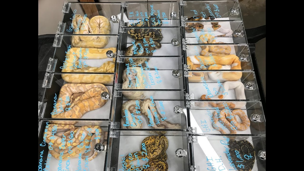 Packing Ball Pythons up for the NARBC in Tinley, Oct 2019 - YouTube