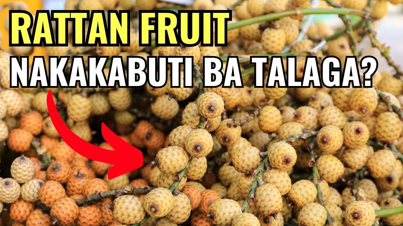 Rattan Fruit: Nakakabuti ba Talaga sa Kalusugan o Dapat Iwasan? - YouTube
