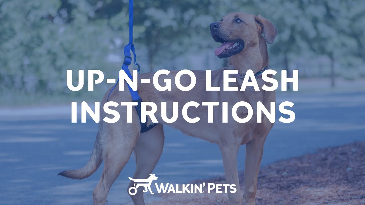 The Walkin' Up-n-Go Leash for Pets with Rear End Weakness ...