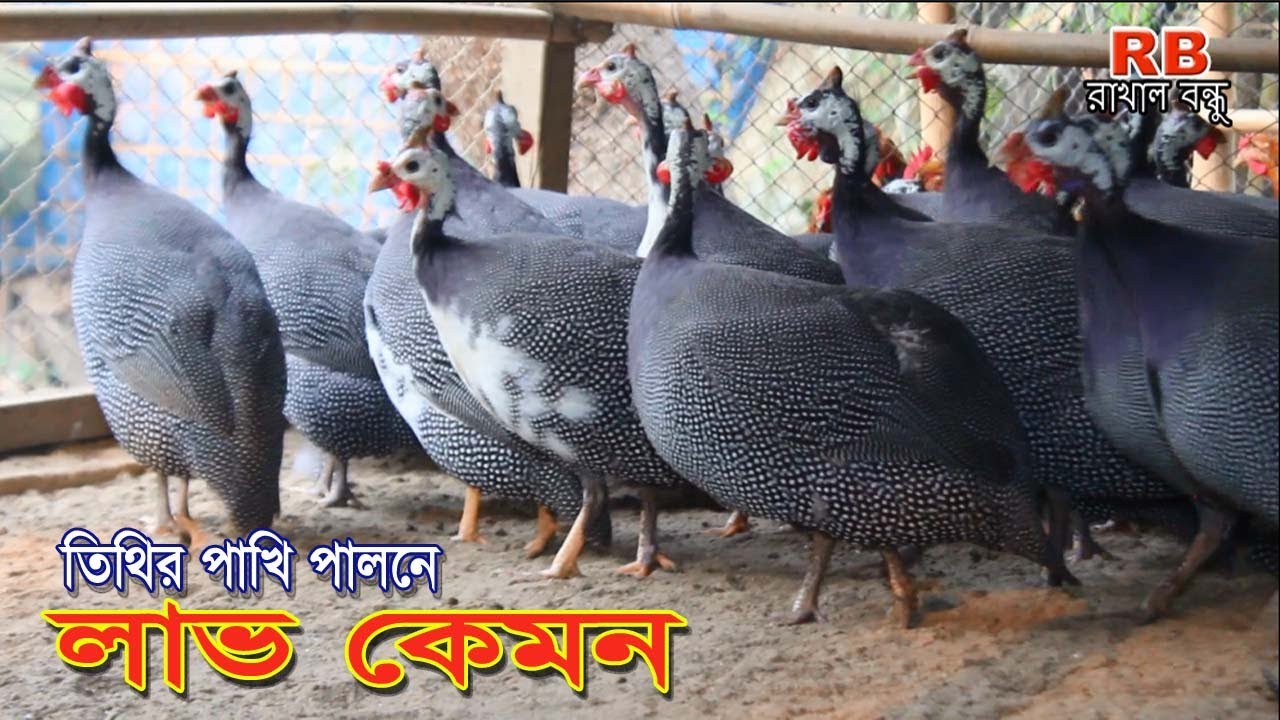 তিথির পালনে লাভ কেমন - আয় ব্যায় সহ জানুন সমস্ত তথ্য । Titer Bird ...