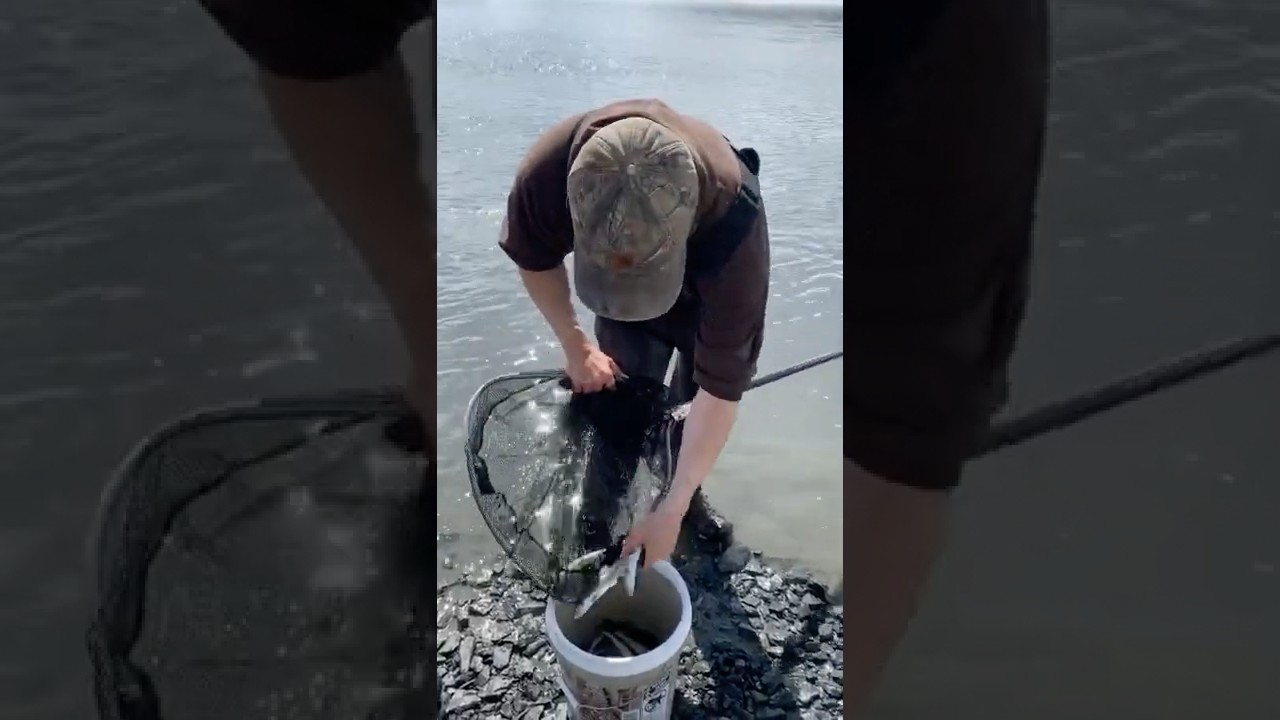 What is a Hooligan? | Dip Netting for Hooligan in Alaska #shorts - YouTube