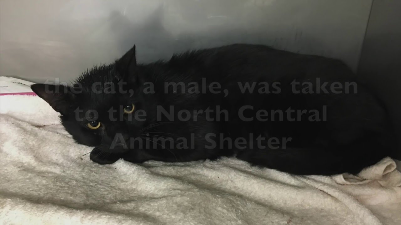 Kitty with head stuck in fence - YouTube