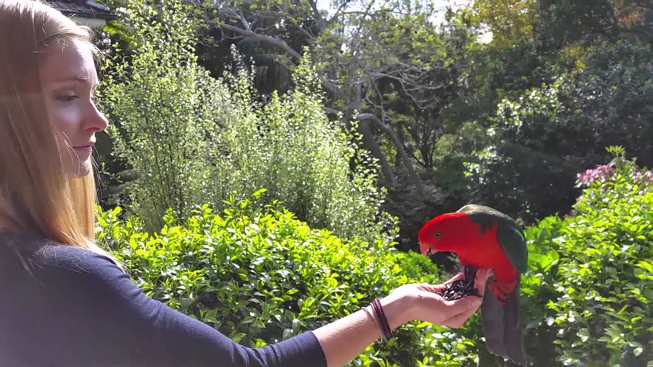 Hand feeding king parrots - YouTube