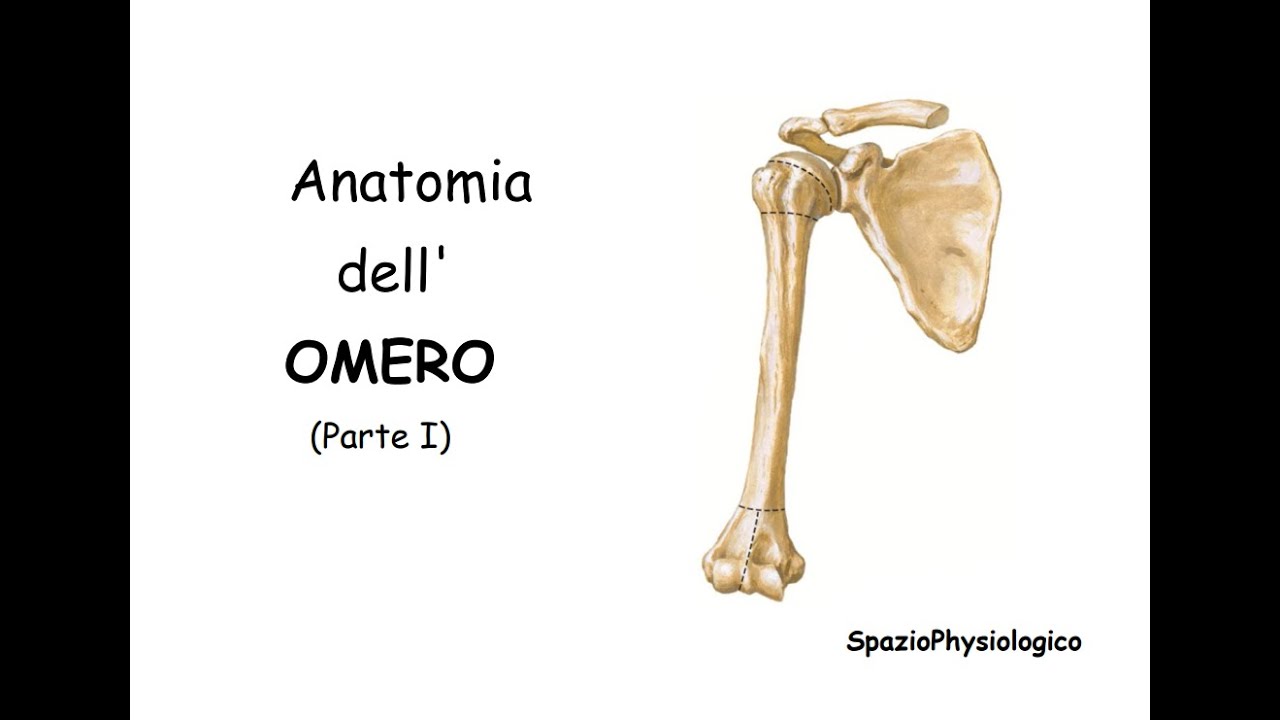 Anatomia dell' Omero. Parte I - YouTube