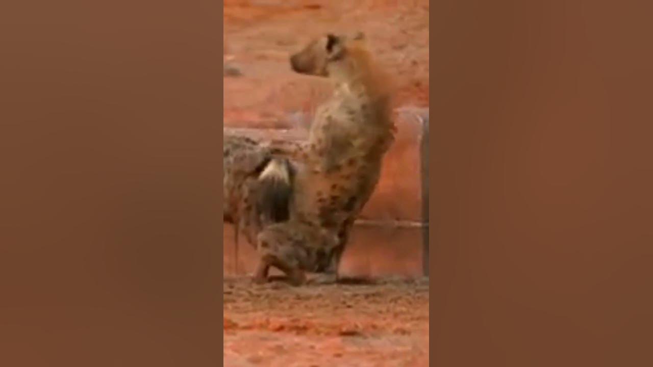 Hyenas Mating 😂😂 Shorts Trendingshorts Youtube
