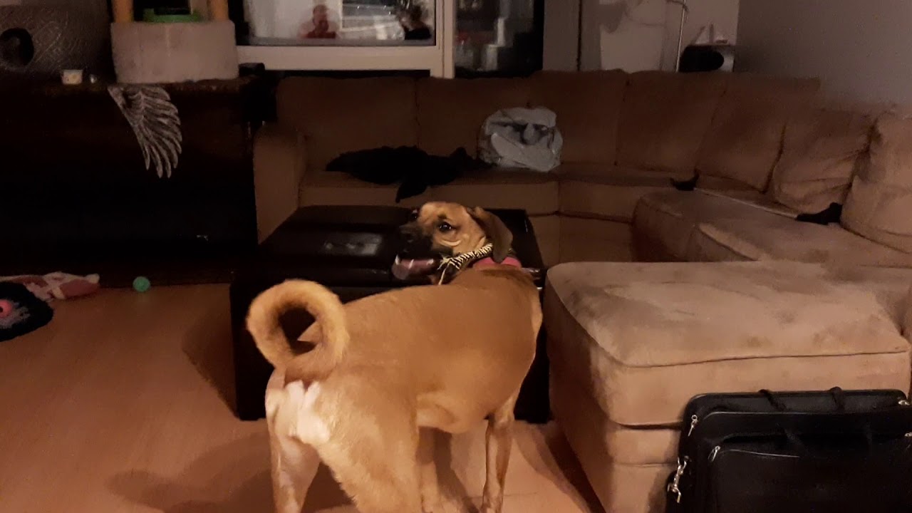 Fun with Bailey - YouTube