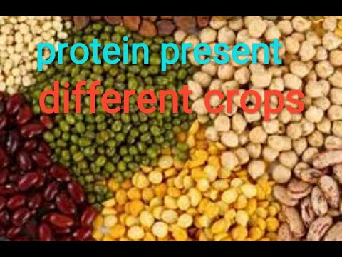 Protein content different crops//protein content pulse//protein content ...