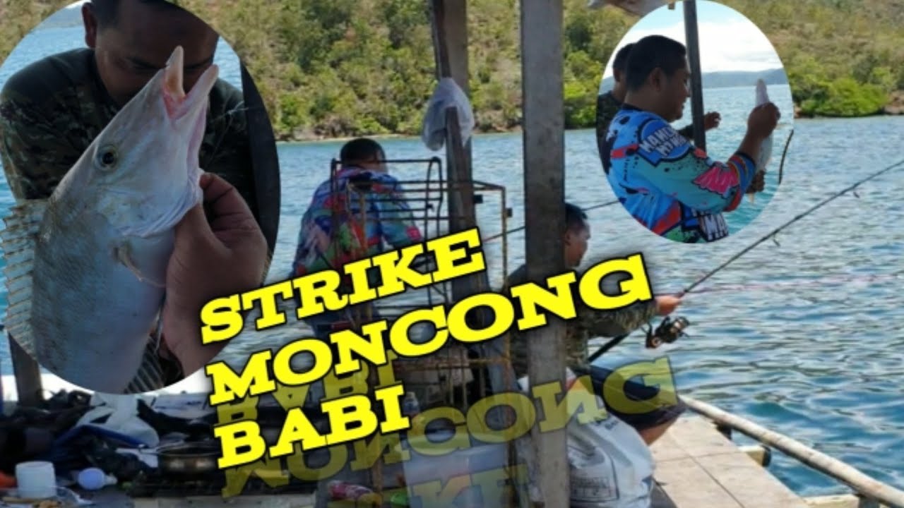 Mancing di Laut Jayapura Strike Ikan Mahal / Ikan Moncong Babi / Ikan ...