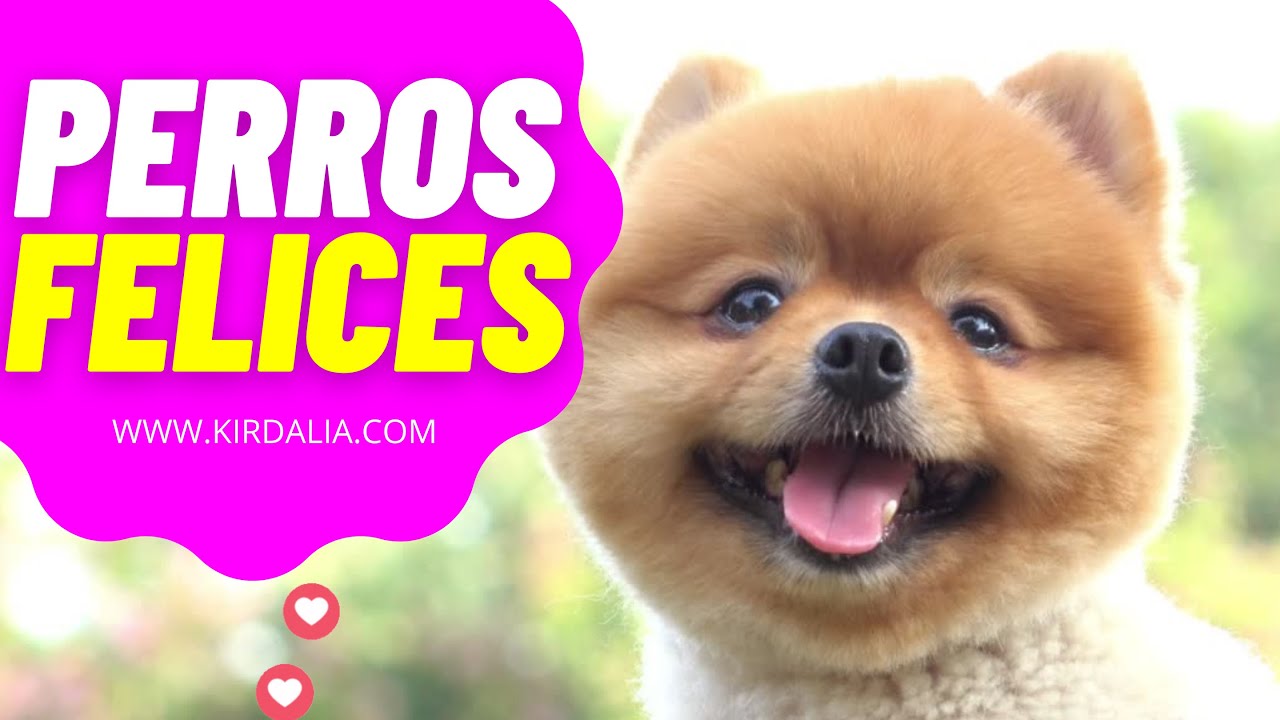 Cómo Hacer Feliz a tu Perro en 10 pasos! - YouTube