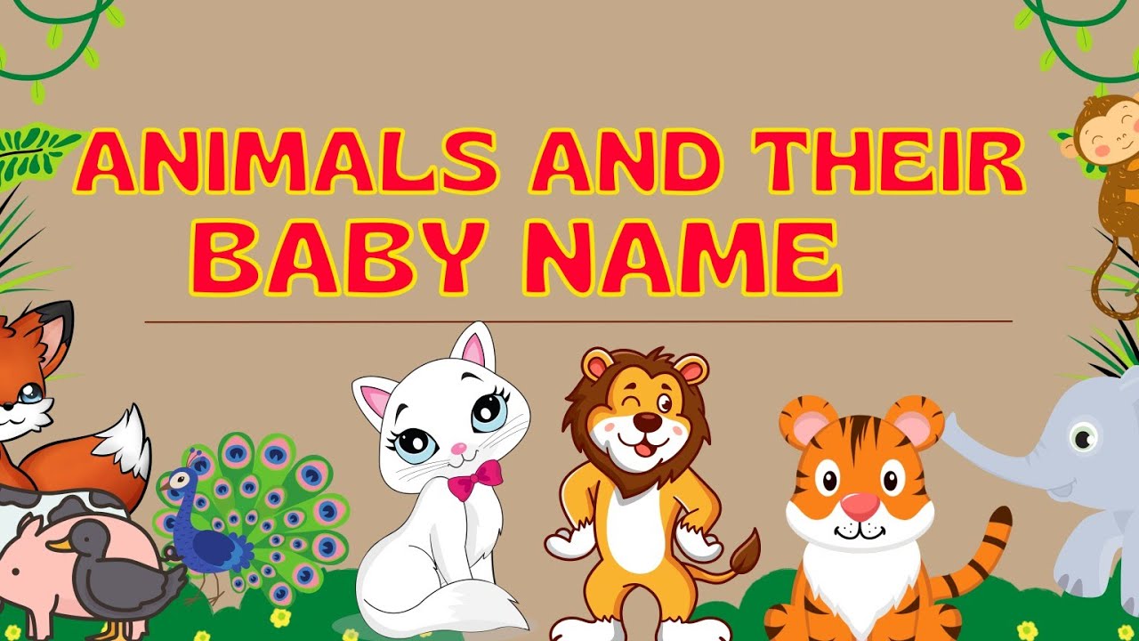 Animals and Their Baby Name /Animal Lesson -3 - YouTube