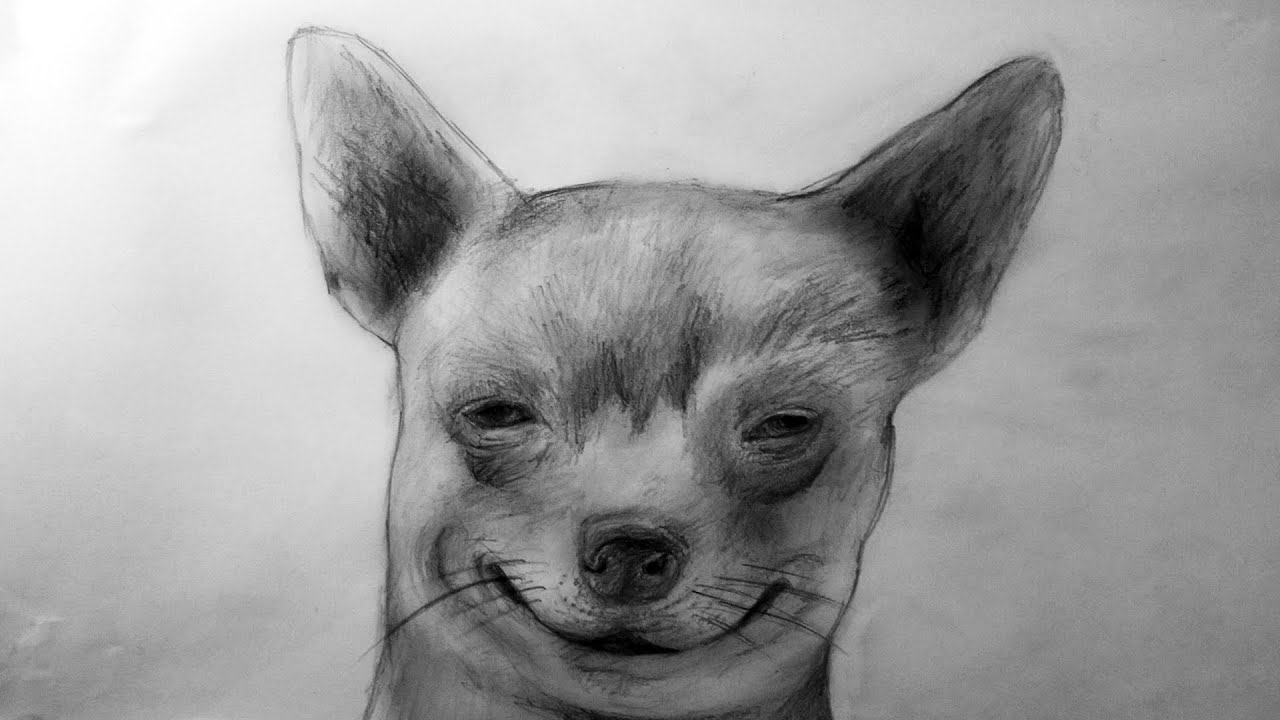 The inscrutable Chihuahua - Chihuahua Funny Drawing - YouTube