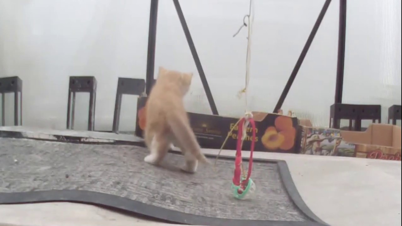 Cute kitten: Bassoon Sonata on Bass Clarinet, Allegro Scherzando ...