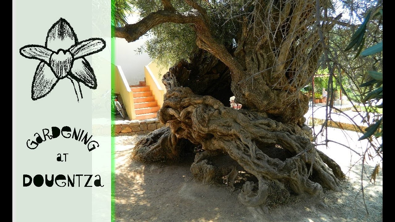 Ancient Olive Trees of Greece || Crete Monumental Trees - YouTube