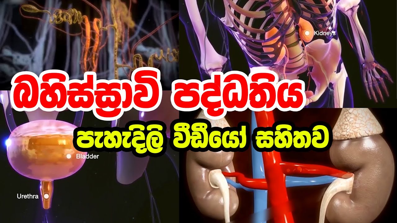 Bahisrawi Paddathiya Sinhala | මානව බහිස්ස්‍රාවී පද්ධතිය | Excretory ...