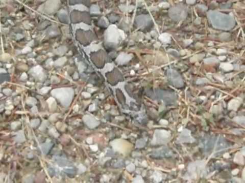 Eastern Milk Snake in Michigan - YouTube