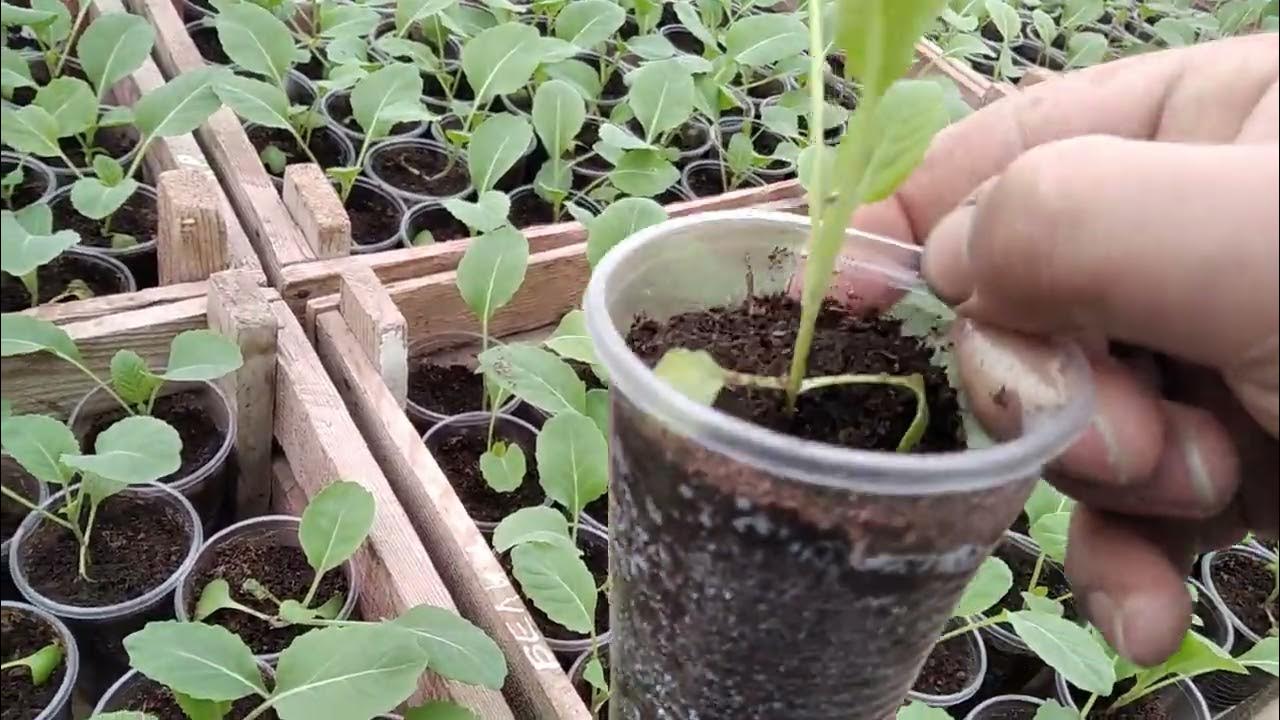 капуста пандион - YouTube
