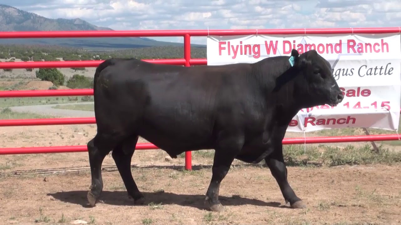 Flying W Diamond Ranch Lot 85 - YouTube