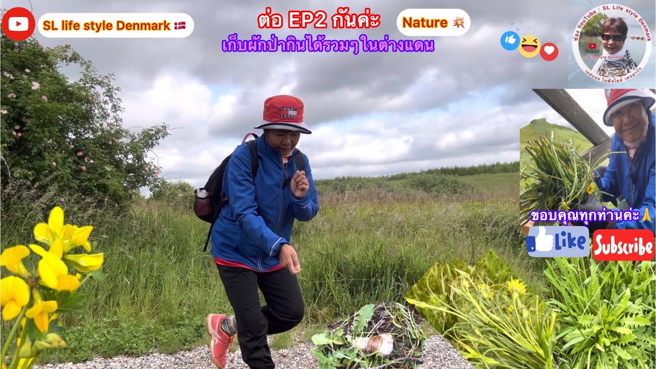 #ต่อหาเก็บผักป่าหมานผักหญ้าหวานผักป่าที่อร่อยที่สุด#nature EP 2🌱 ️🙏 ...