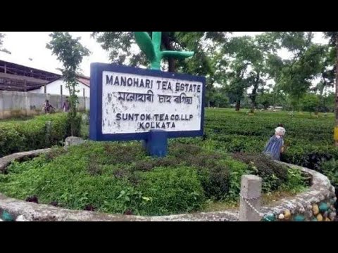 Manohari Tea Estate Factory visit - YouTube