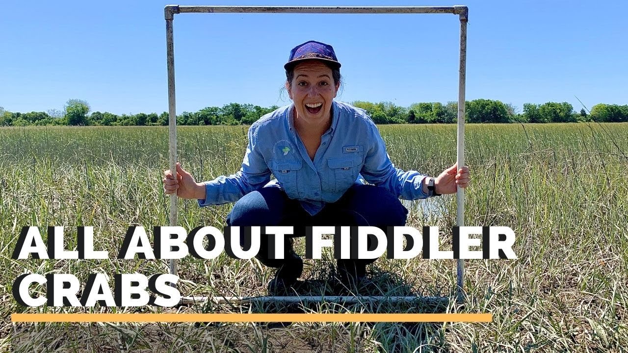 Fiddler Crab Lesson: Lower Elementary - YouTube