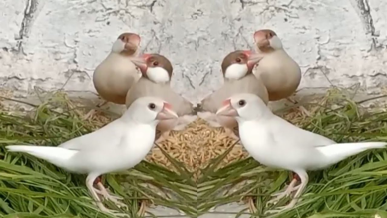 Birds love each other | java birds sound | java sparrow | java finch voice - YouTube