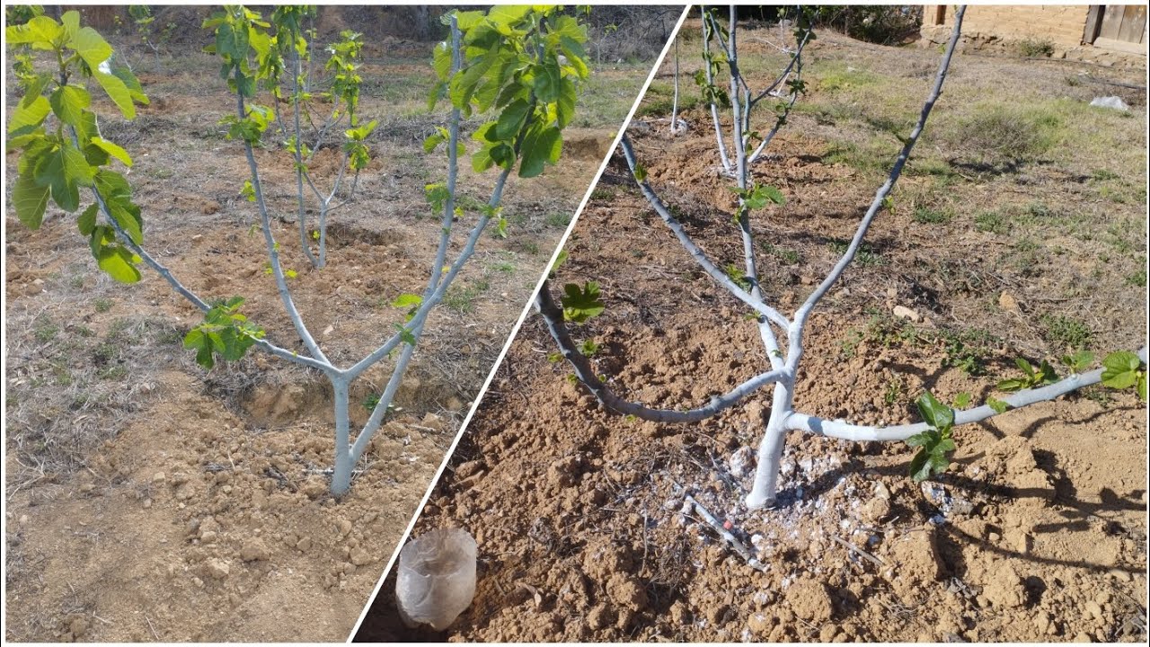 Por qué es importante encalar 30cm a tus higos o frutales al inicio de ...