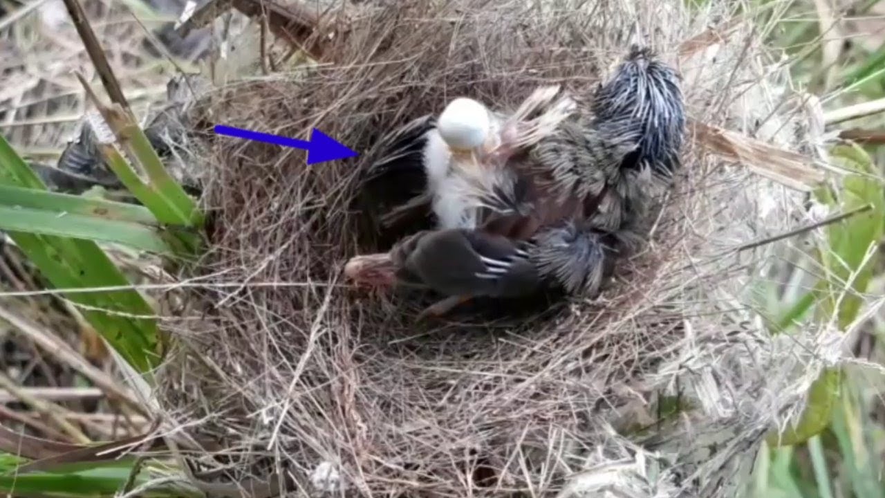 baby birds live over food to defecate arbitrarily. bird eps 169 - YouTube