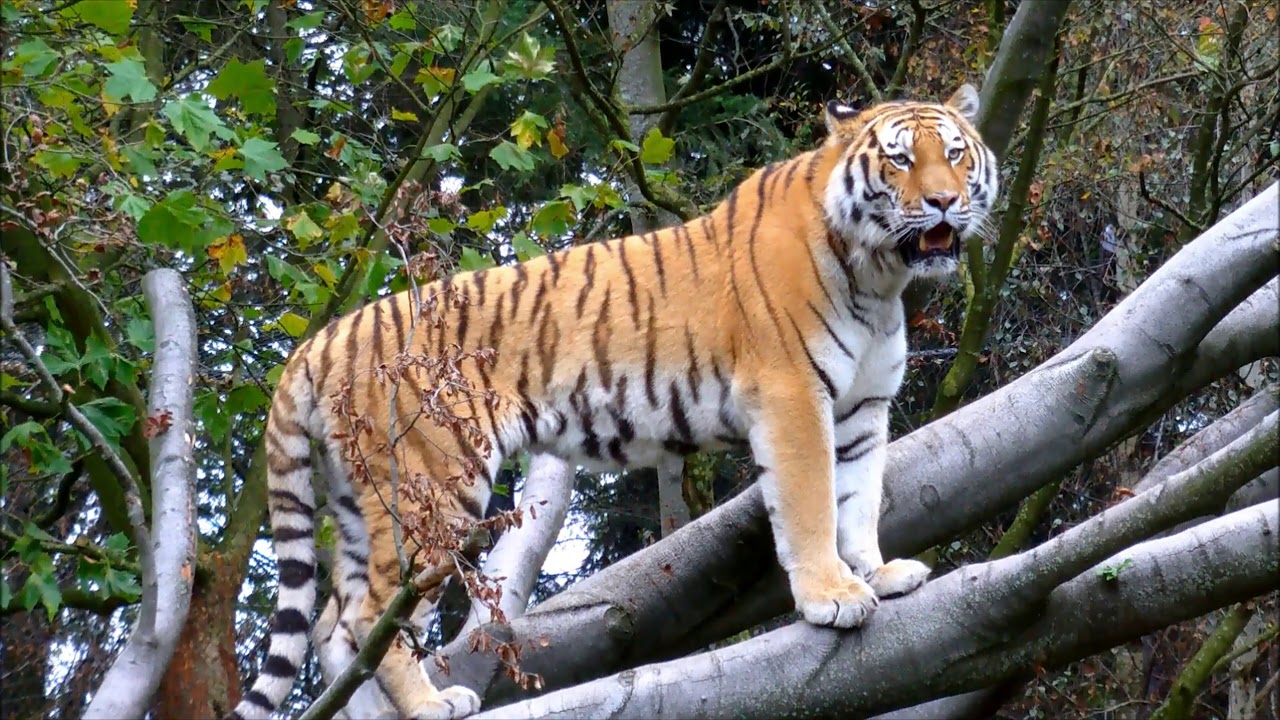 A tiger in the woods 1080 hd video - YouTube