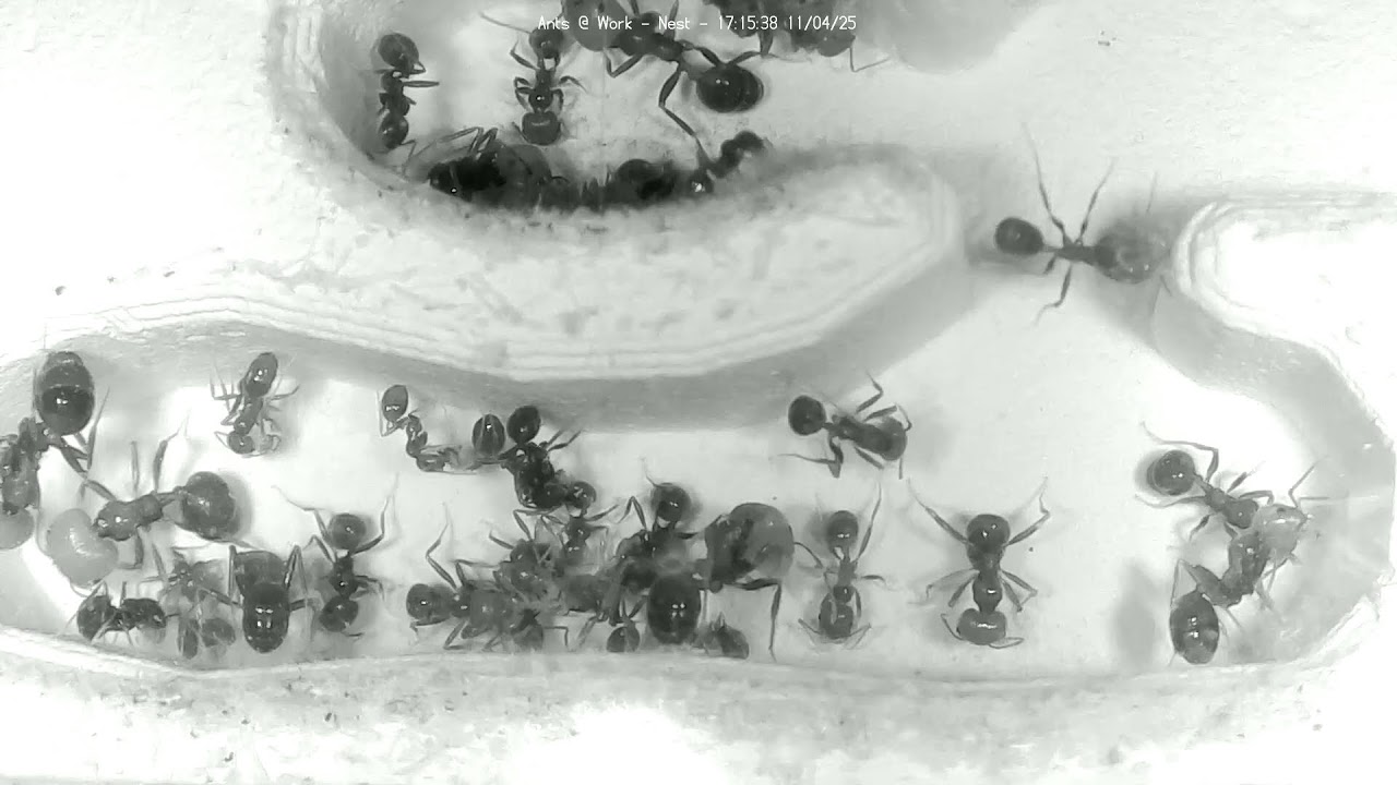 🔴 Ants at Work - Nest - Day 1838, Messor Barbarus Ants Live Webcam, Ant ...