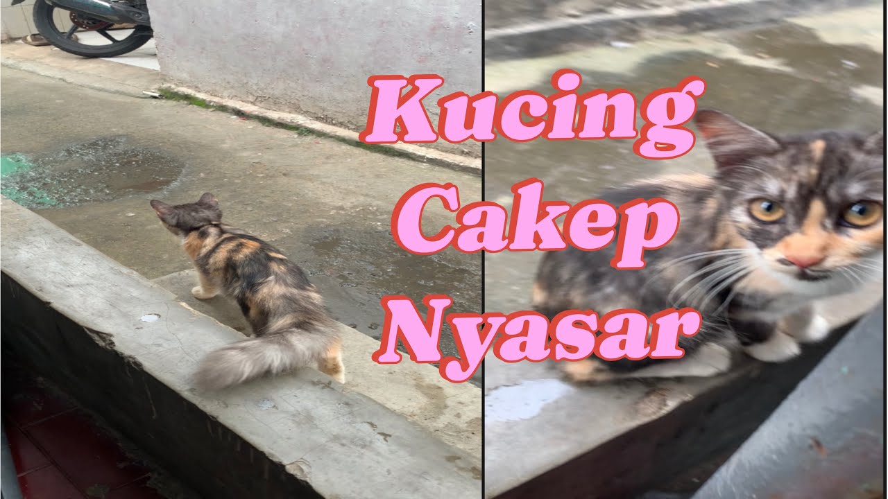 Kucing Cakep Nyasar @Anabulmeong - YouTube