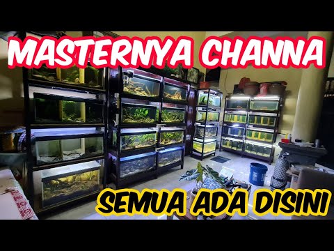 MANIAK !!! GREBEK KOLEKTOR CHANNA BALI - DARI CHANNA LIMBATA SAMPAI CHANNA BARCA - SEMUA ADA