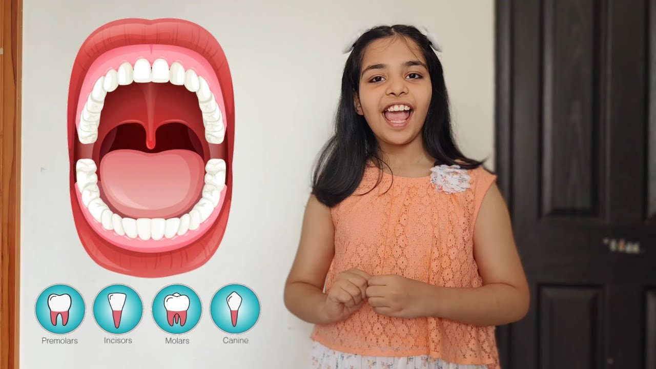 Different Types of teeth and functions | incisors, canines, premolars ...