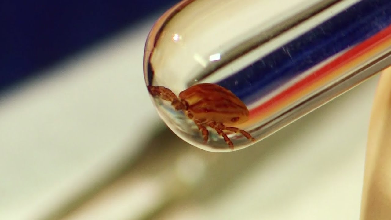 CDC says allergies caused by tick bites increasing; Ozarks woman offers ...