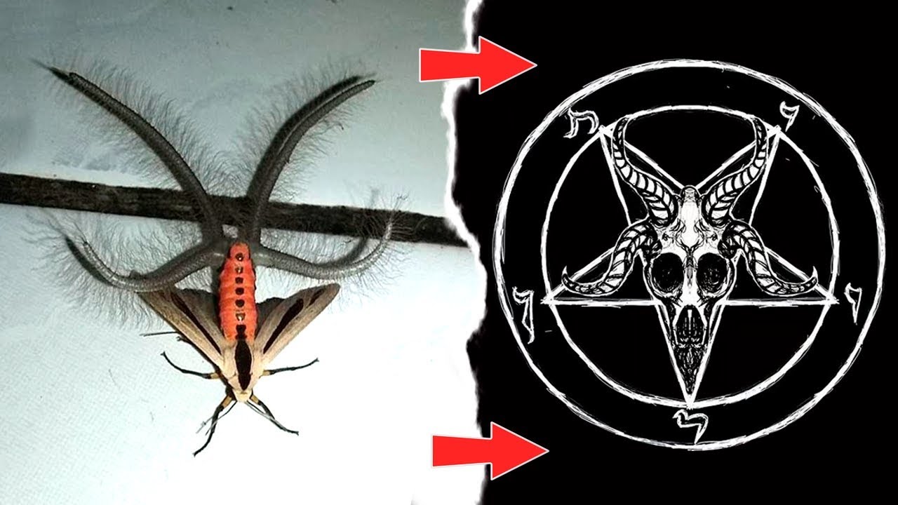 5 SERES EXTRAÑOS REALES Que Parecen INFERNALES - YouTube