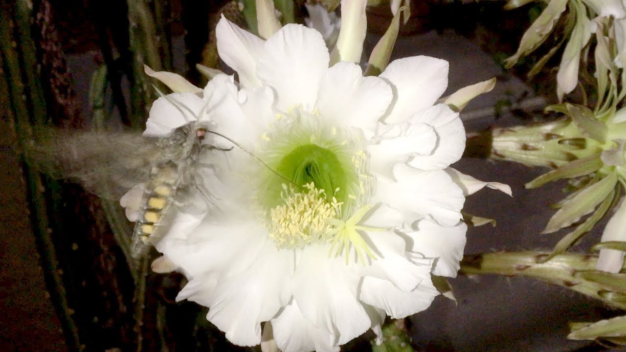 Hawk Moth Pollinating A Night-Blooming Cereus - YouTube