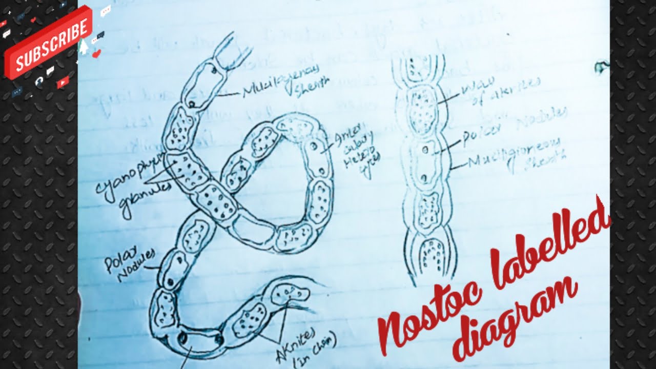 How to Draw Nostoc|Nostoc Bacteria|Nostoc Bsc 1st year|Nostoc Diagram ...