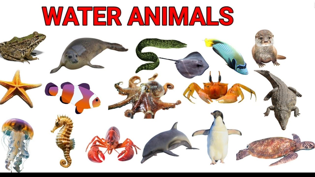 Water Animals Name | With Video and Picture | Water Animals Name in ...