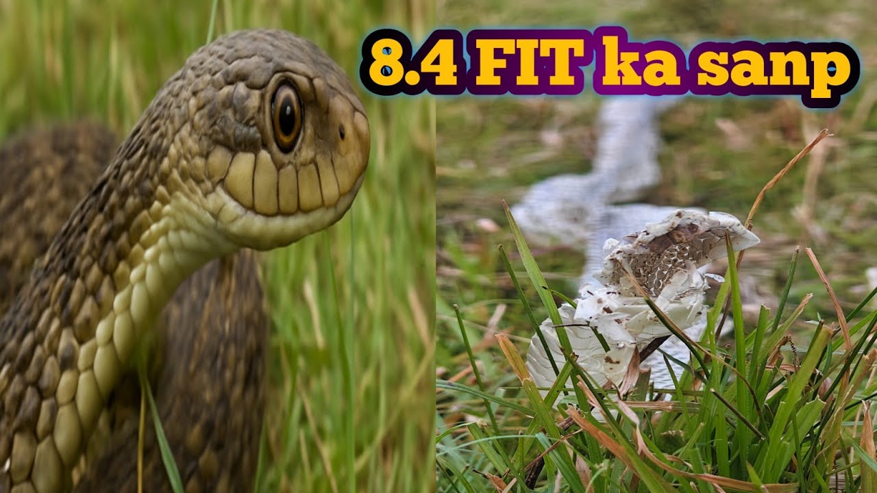 8.4 fit ka सांप आया #snake #snake video - YouTube