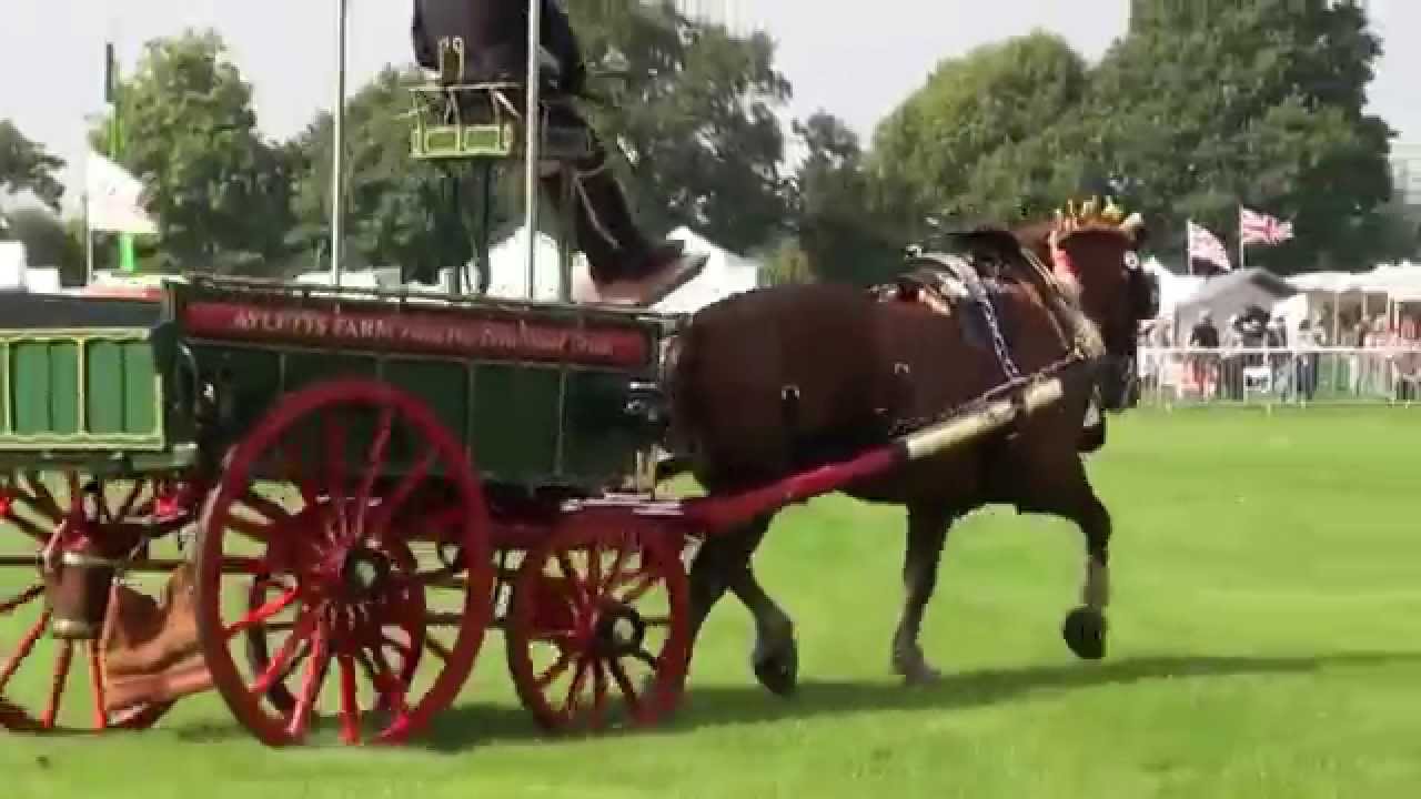 Grand Henham Steam Rally 2015 - Heavy Horse Display - YouTube