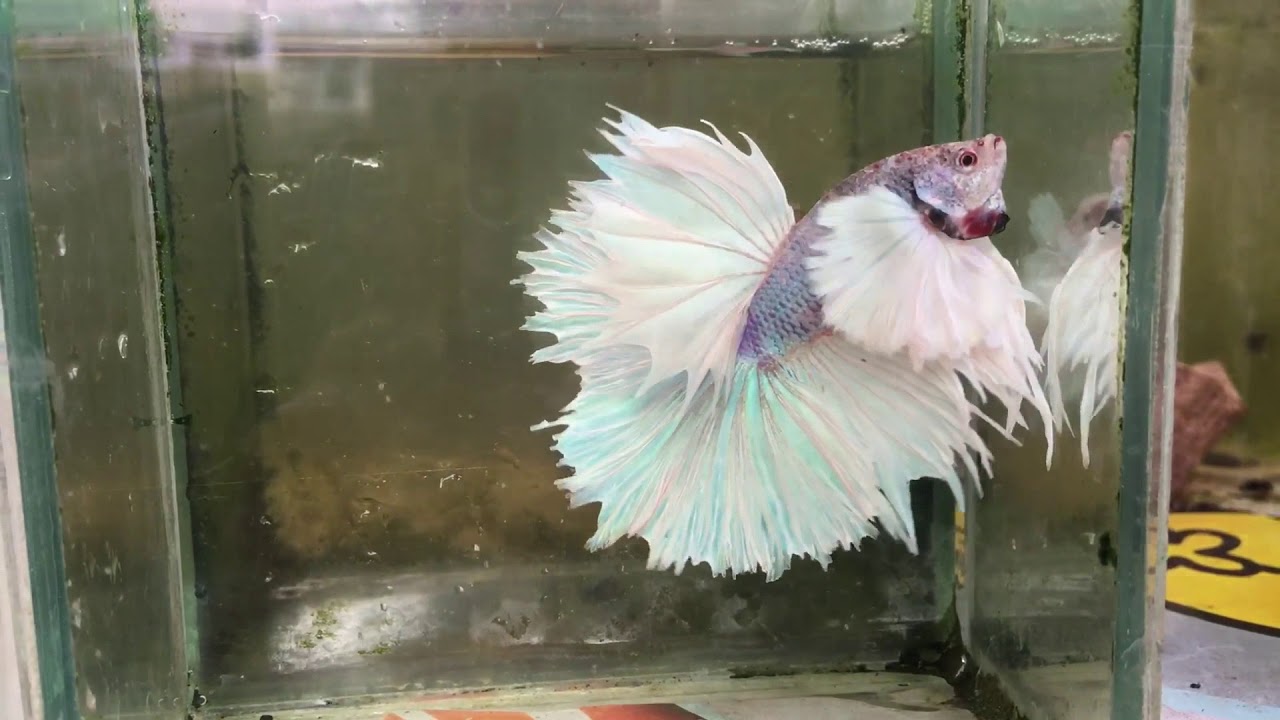 betta fish dumbo hm - YouTube